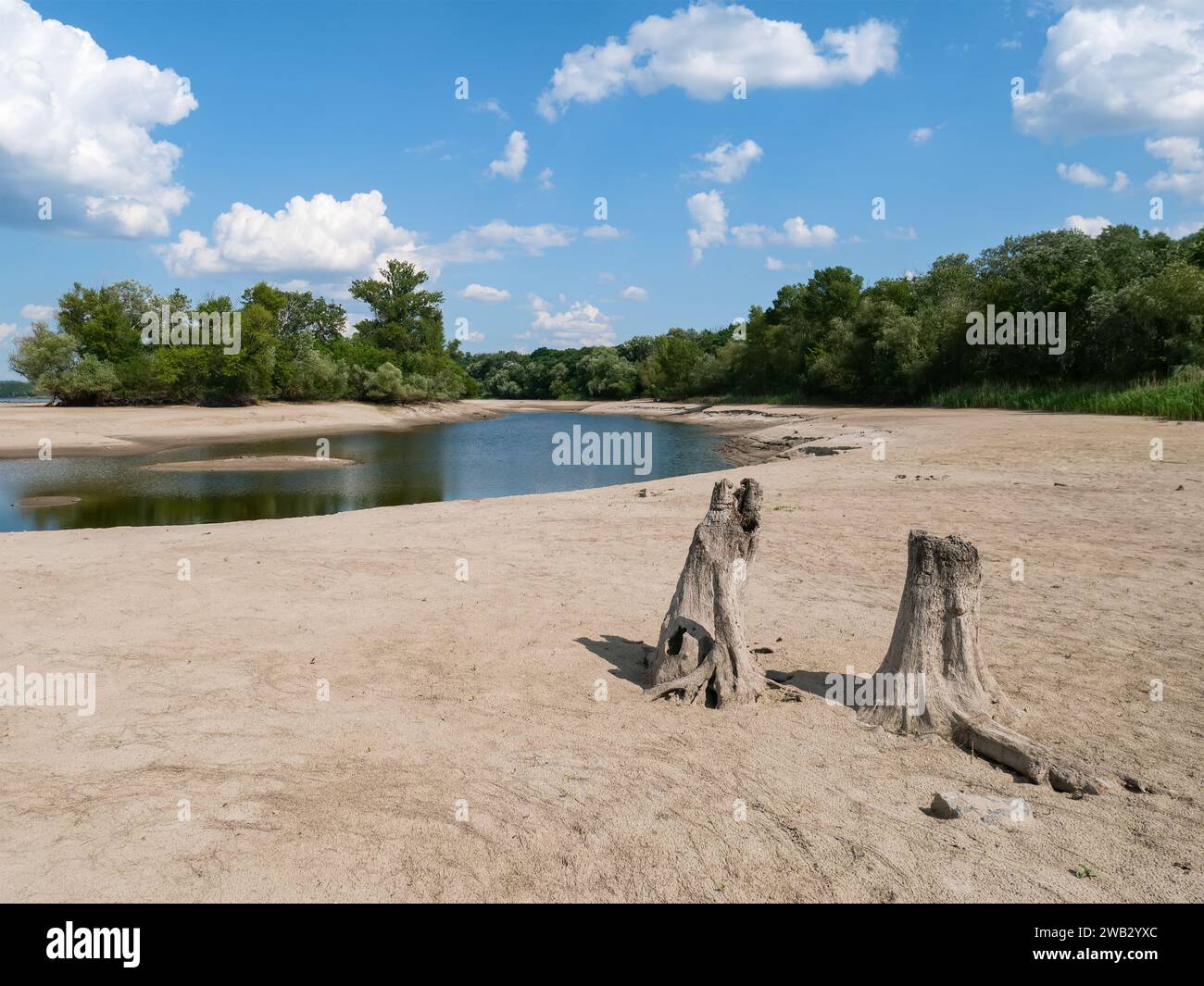 Tree stumps on beach hi-res stock photography and images - Alamy