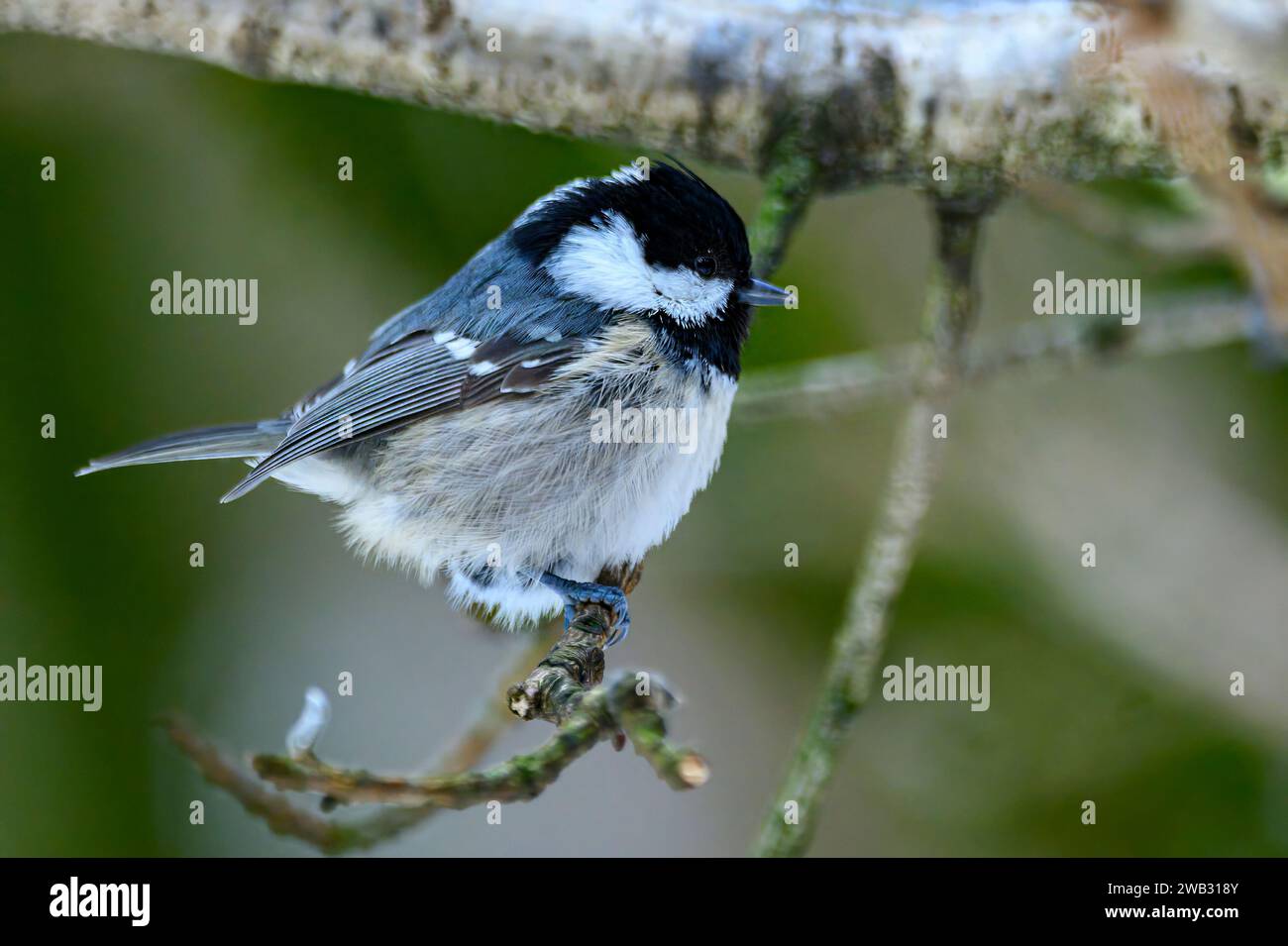 Coal tit (Periparus ater) from Mandal, southern Norway in January Stock ...