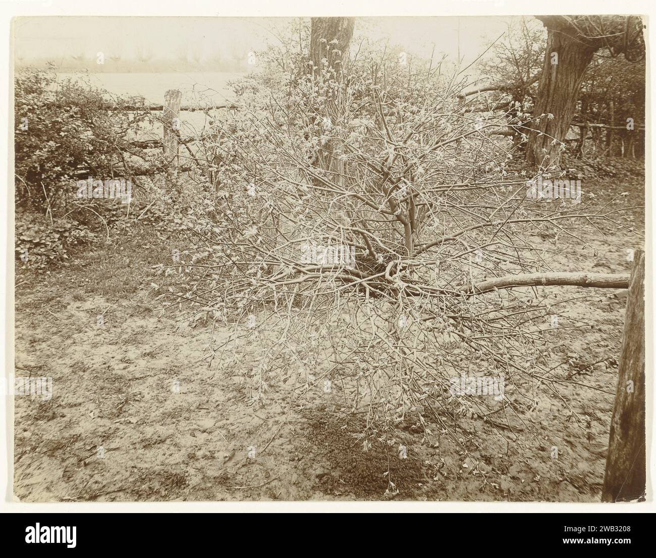 Elm with witch broom formation, c. 1900 - c. 1930 photograph ...