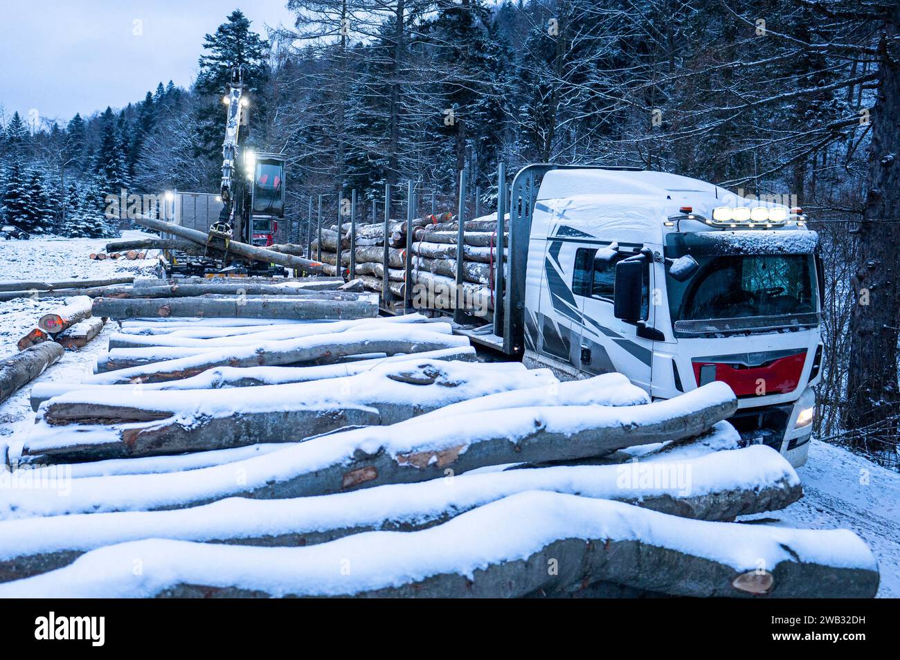 Loading wood onto a truck in the forest in winter Stock Photo - Alamy