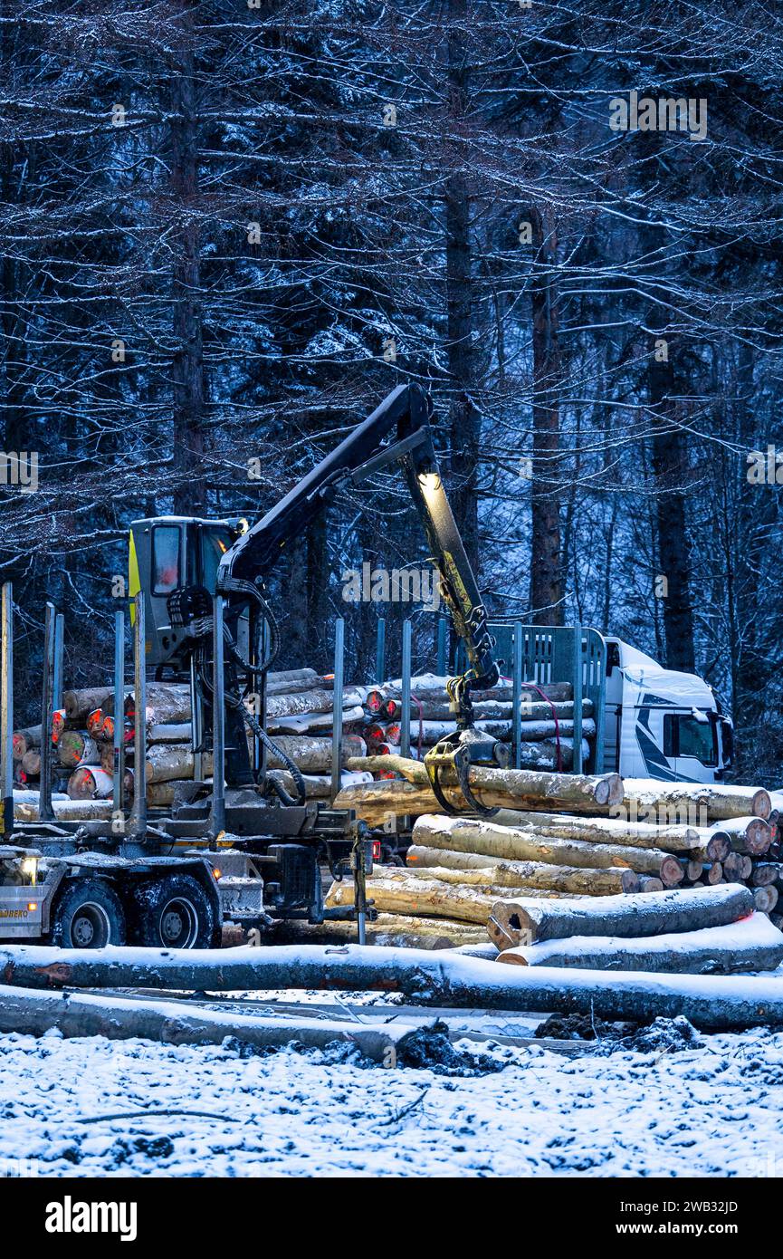 Loading wood onto a truck in the forest in winter Stock Photo - Alamy