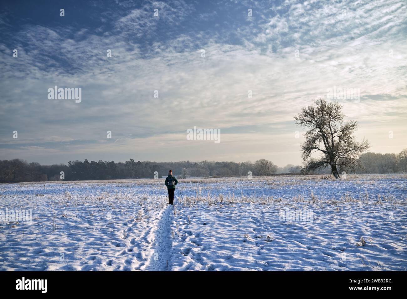 Woman walking through the snow in a large clearing during winter ...