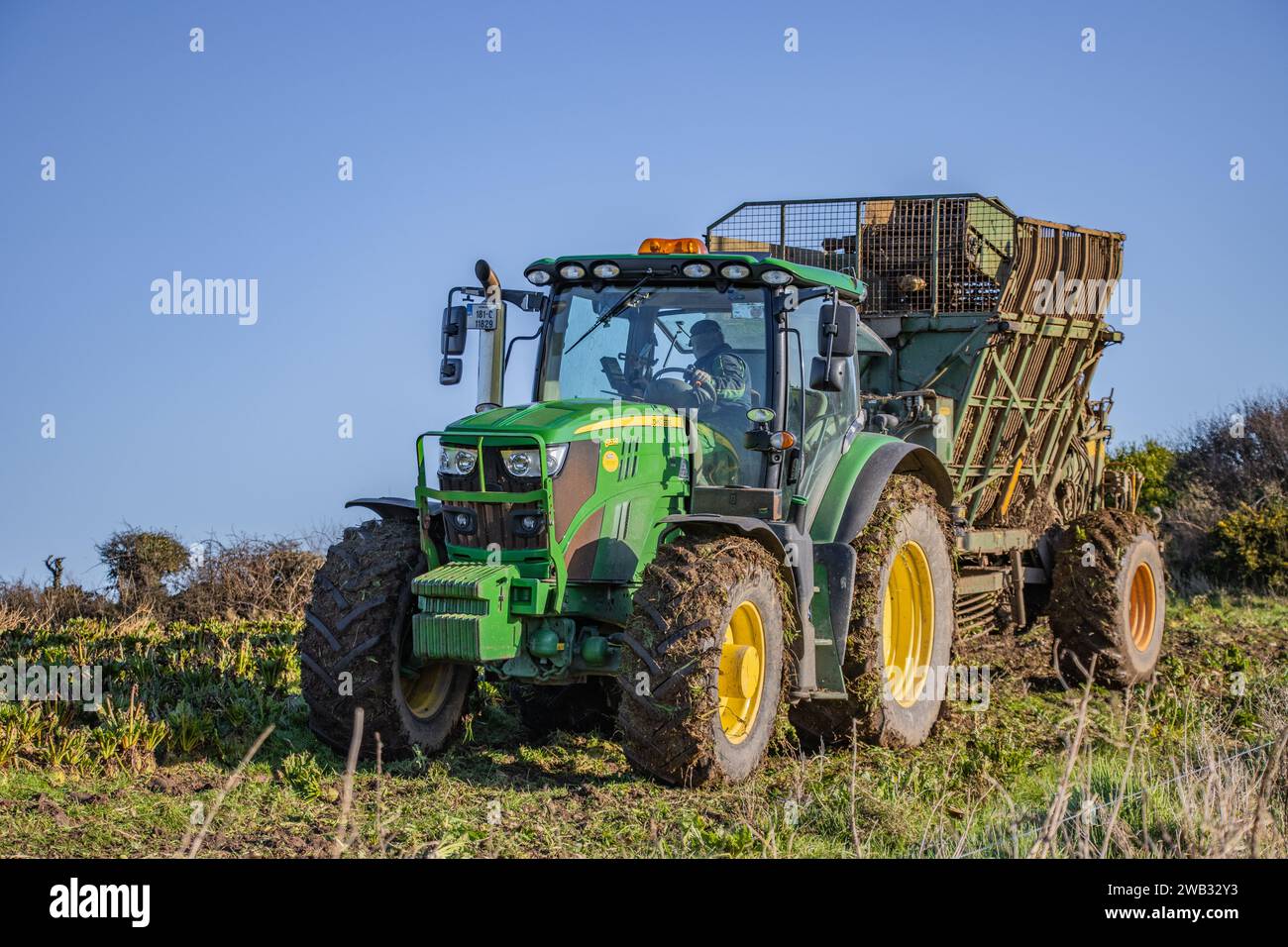 Fodder Beet Harvesting near Butlerstown village Co. Cork, Jan 2024 ...