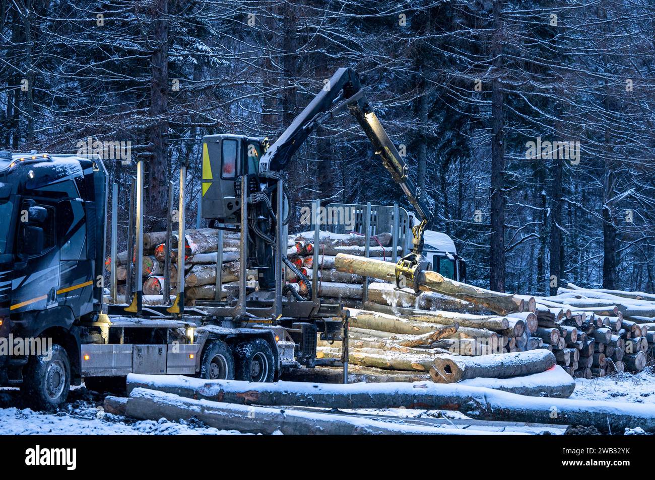 Loading wood onto a truck in the forest in winter Stock Photo - Alamy