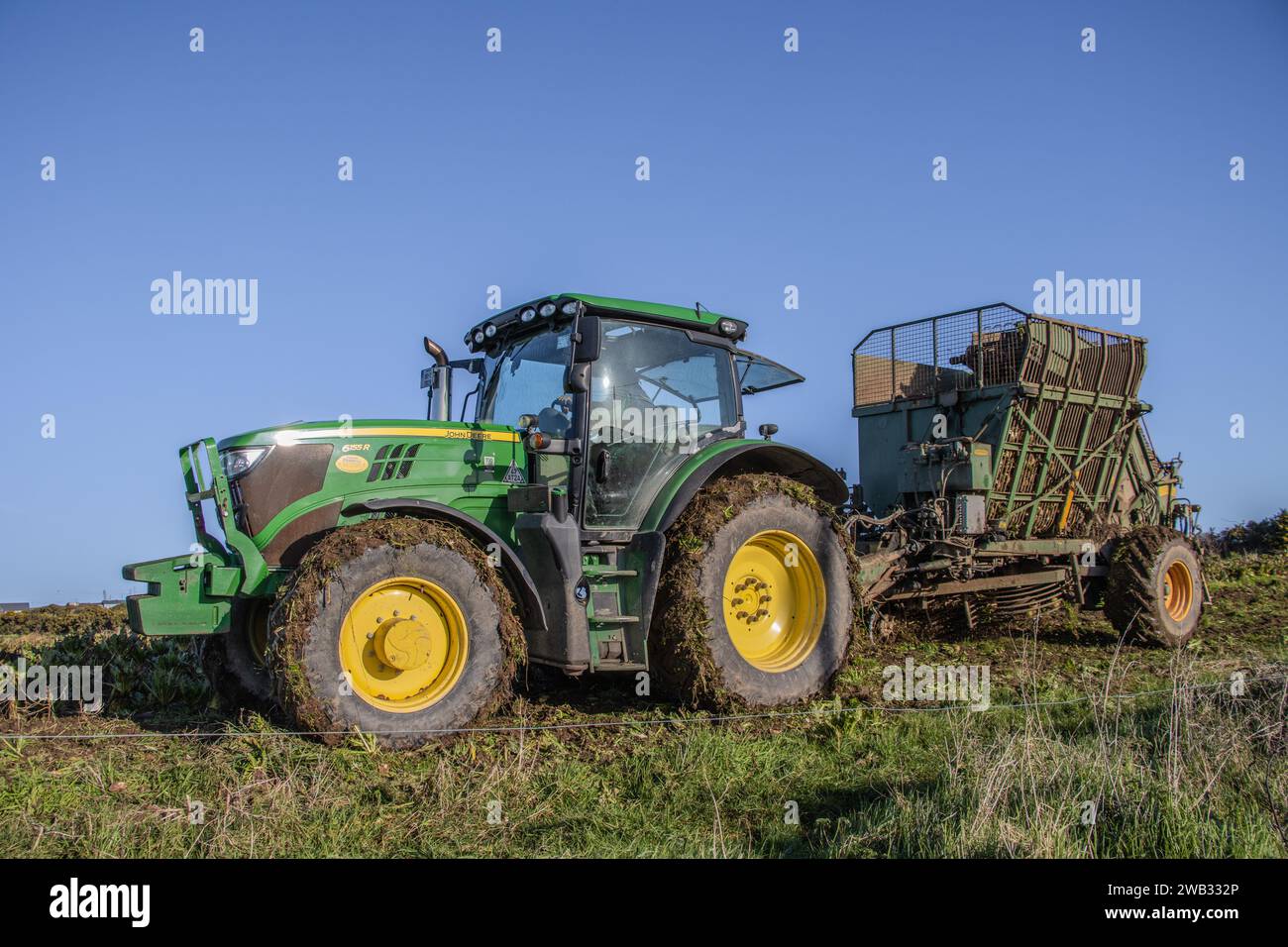 Fodder Beet Harvesting near Butlerstown village Co. Cork, Jan 2024 ...