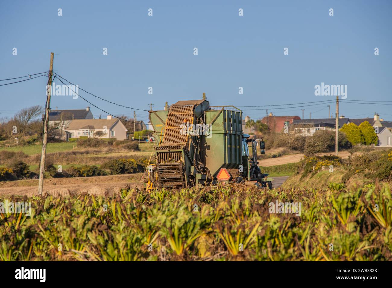 Fodder Beet Harvesting near Butlerstown village Co. Cork, Jan 2024 ...