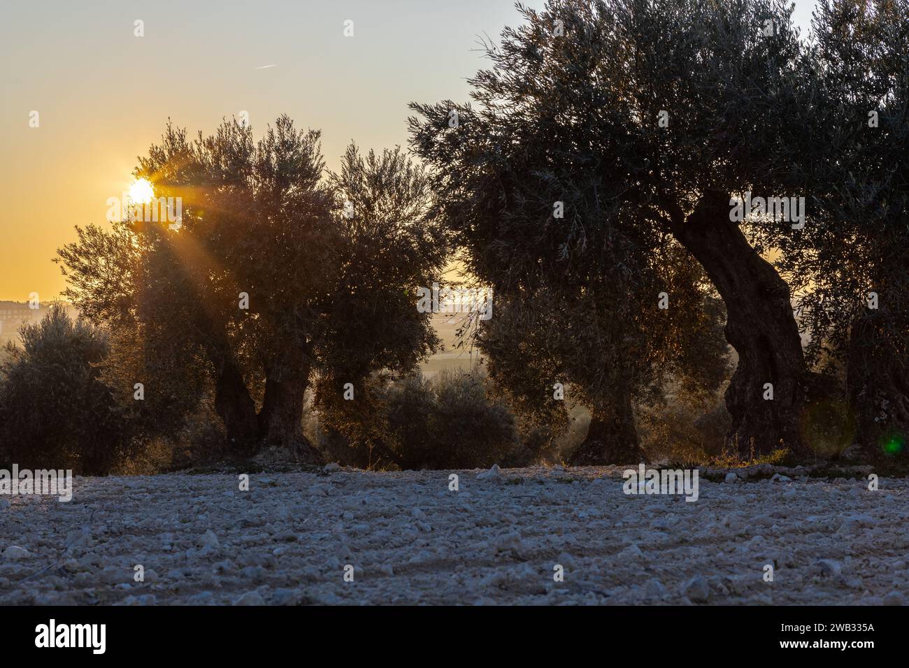 Colourful sunset over a olive tree field in Jaén, this province is ...