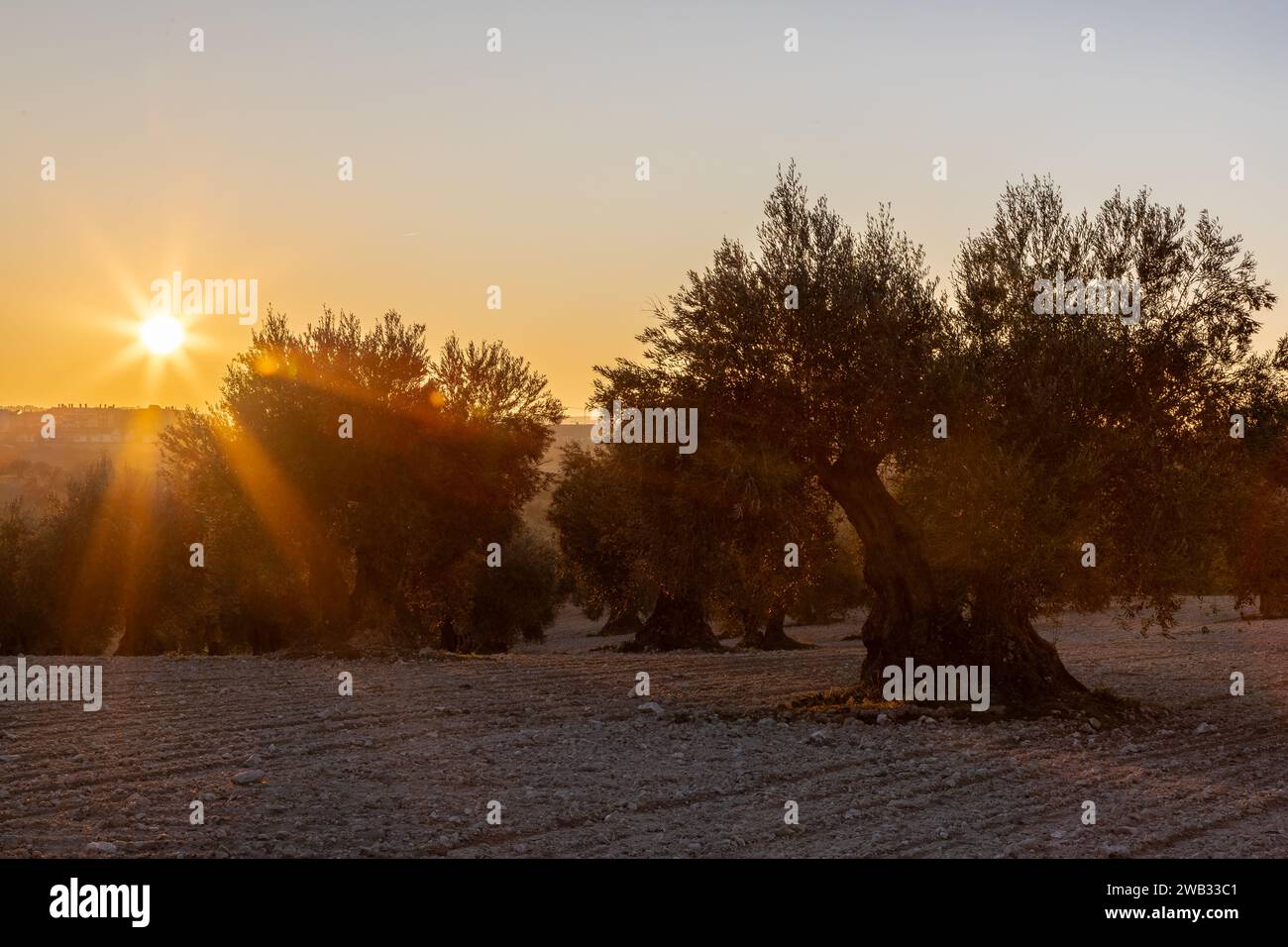 Colourful sunset over a olive tree field in Jaén, this province is ...
