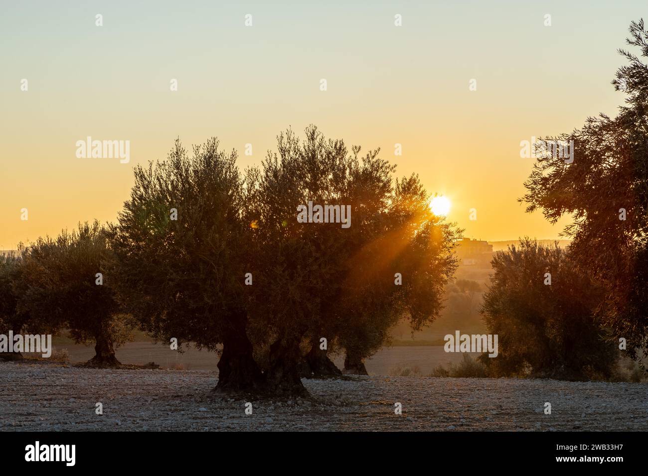 Colourful sunset over a olive tree field in Jaén, this province is ...