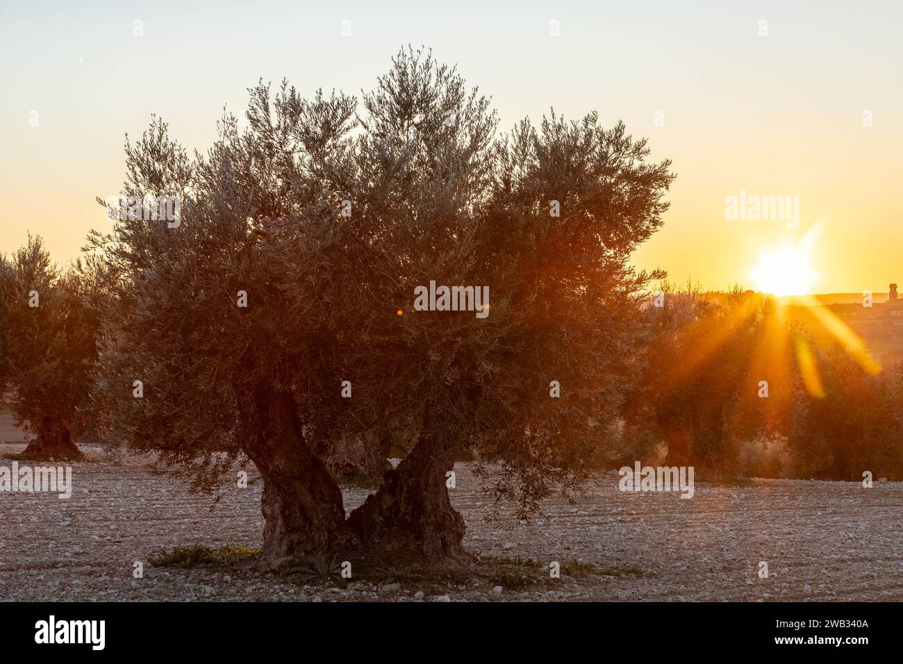 Colourful sunset over a olive tree field in Jaén, this province is ...