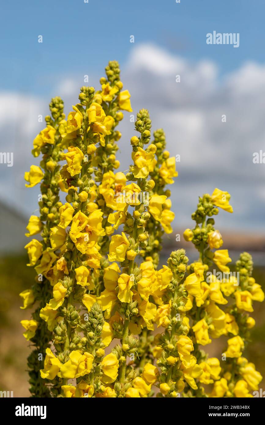 Pretty verbascum flowers in the summer sunshine, with a shallow depth ...