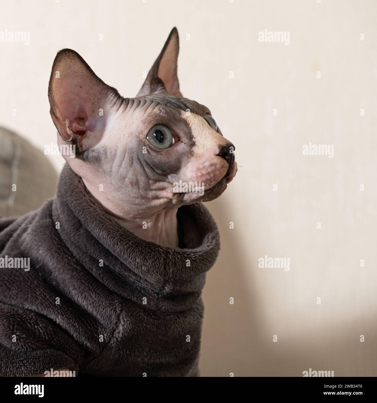 Canadian Sphynx cat in clothes in gray warm bodysuit, copy space for ...