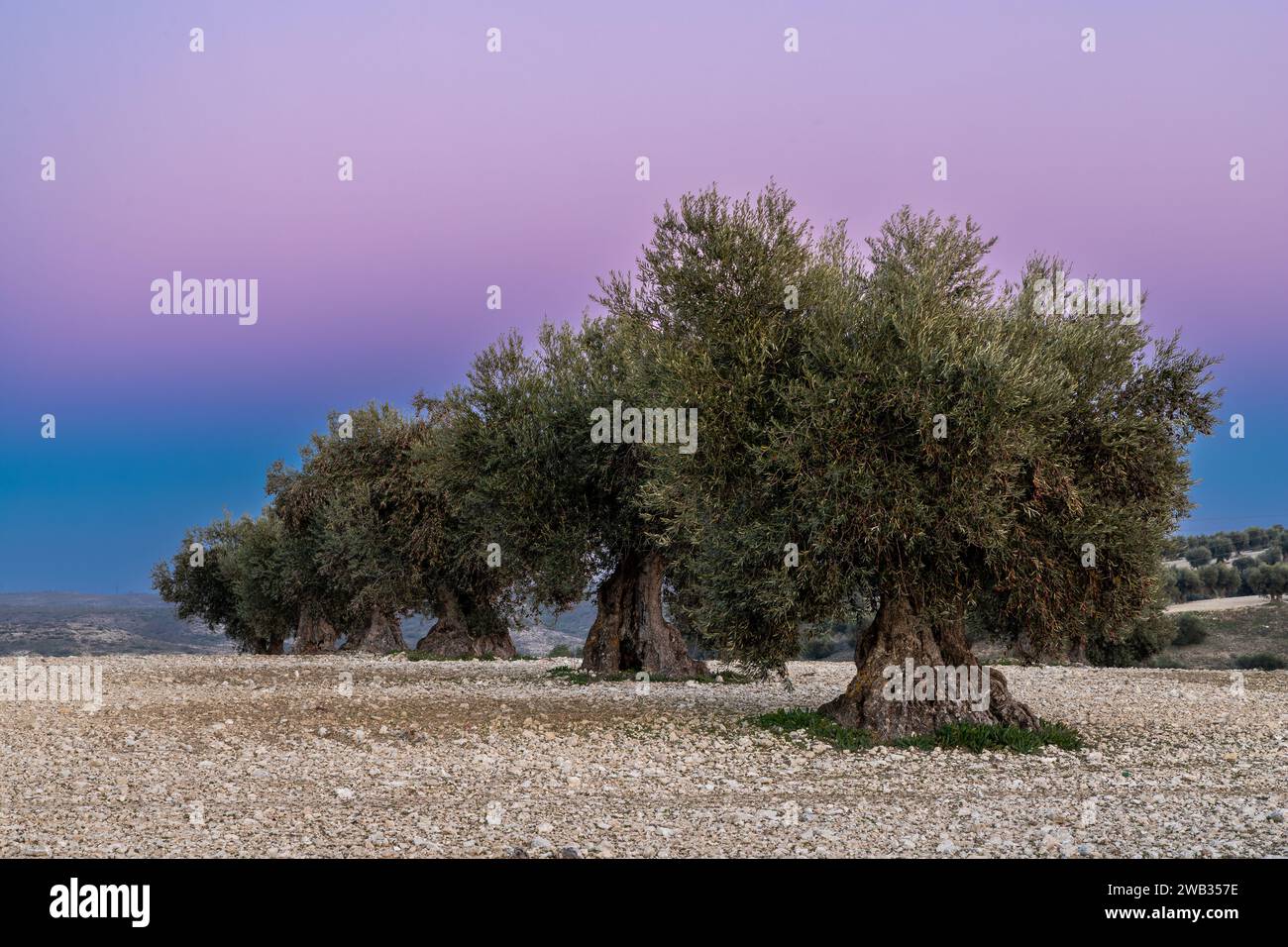 Colourful sunset over a olive tree field in Jaén, this province is ...