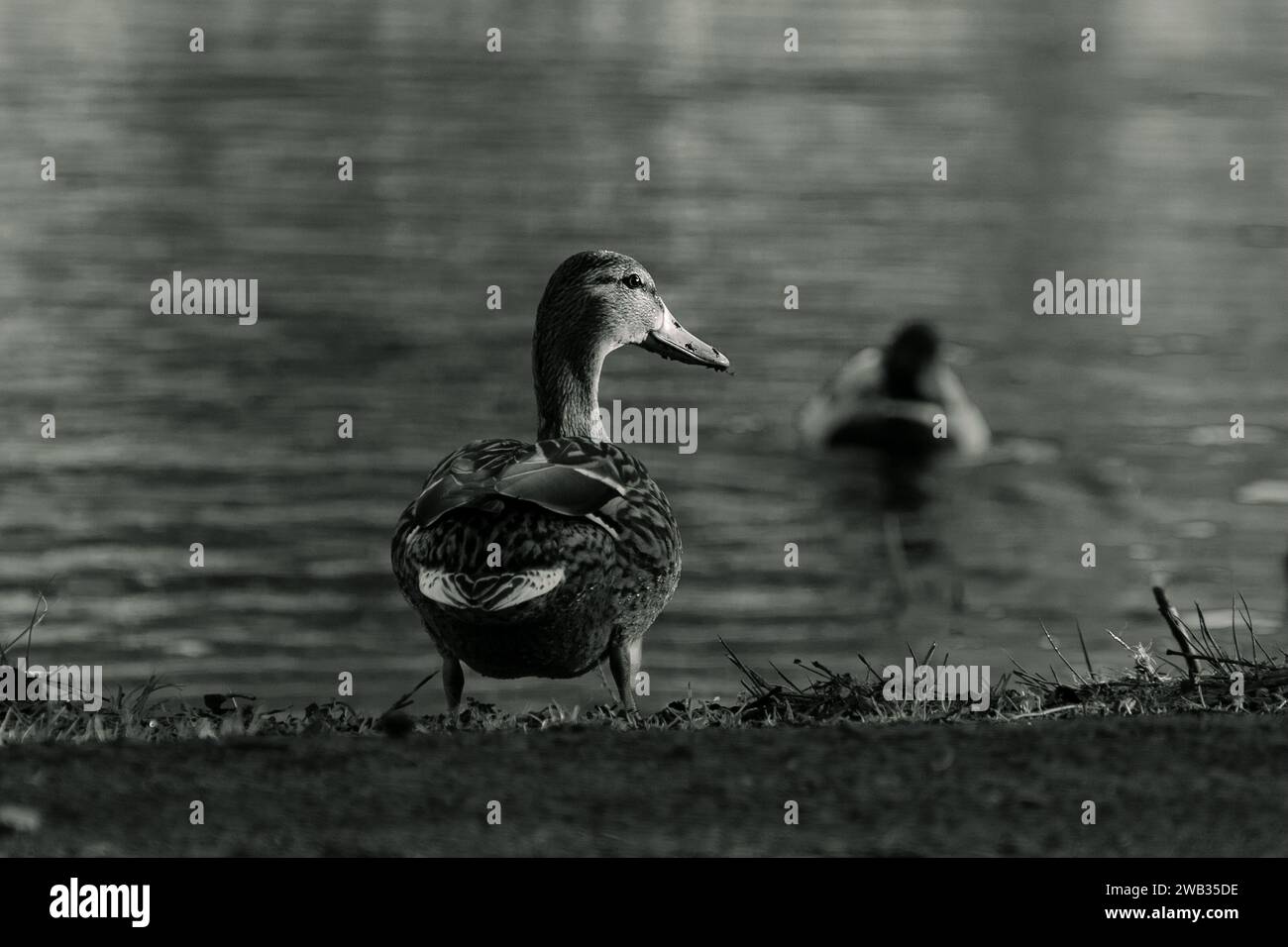 Female Mallard Duck waiting by the waters edge Stock Photo - Alamy