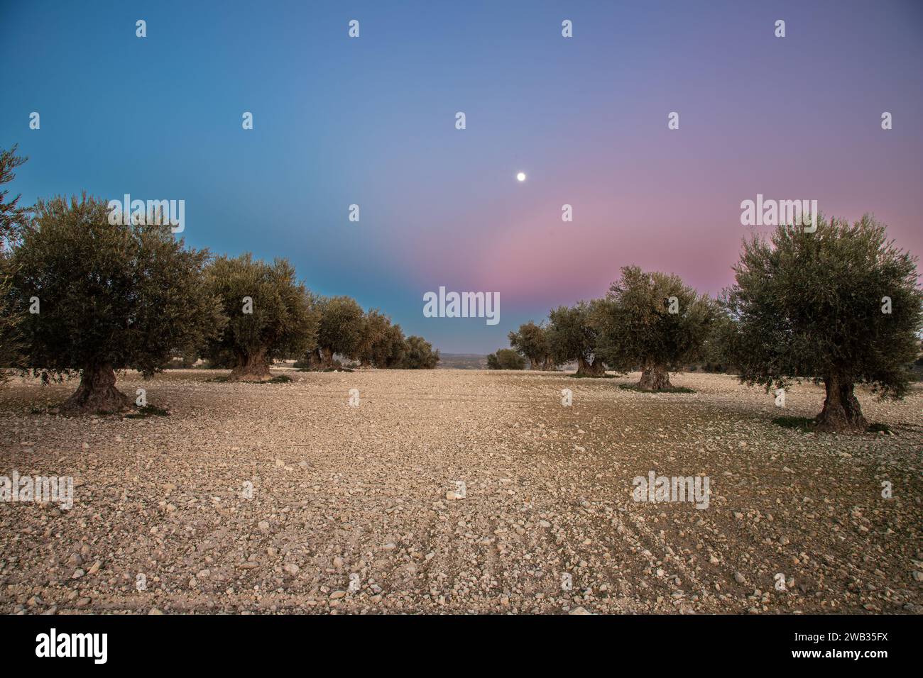 Colourful sunset over a olive tree field in Jaén, this province is ...