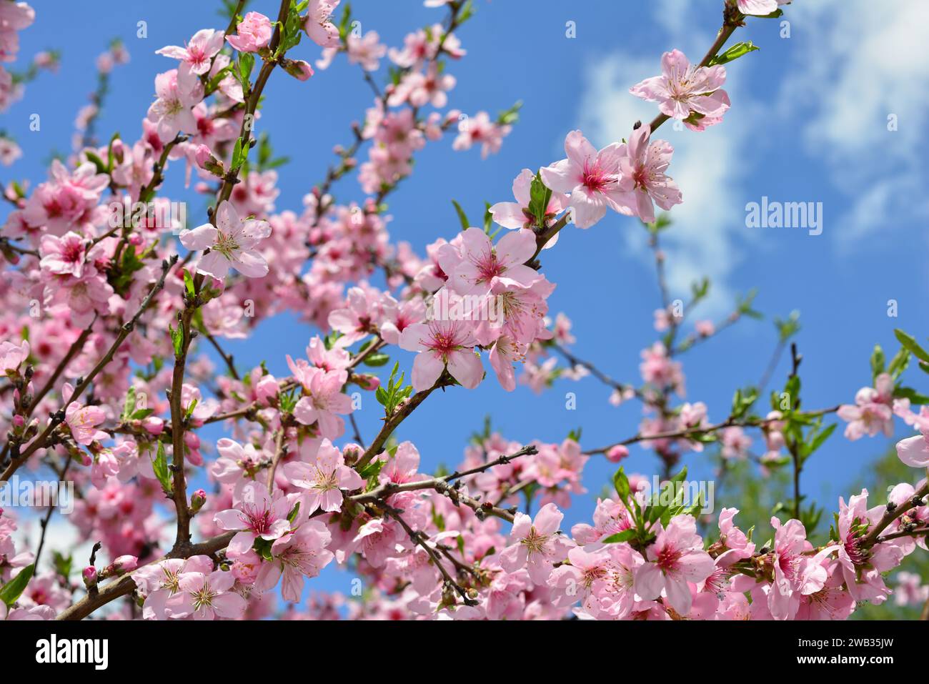 fresh spring background - soft blossom of peach tree Stock Photo - Alamy