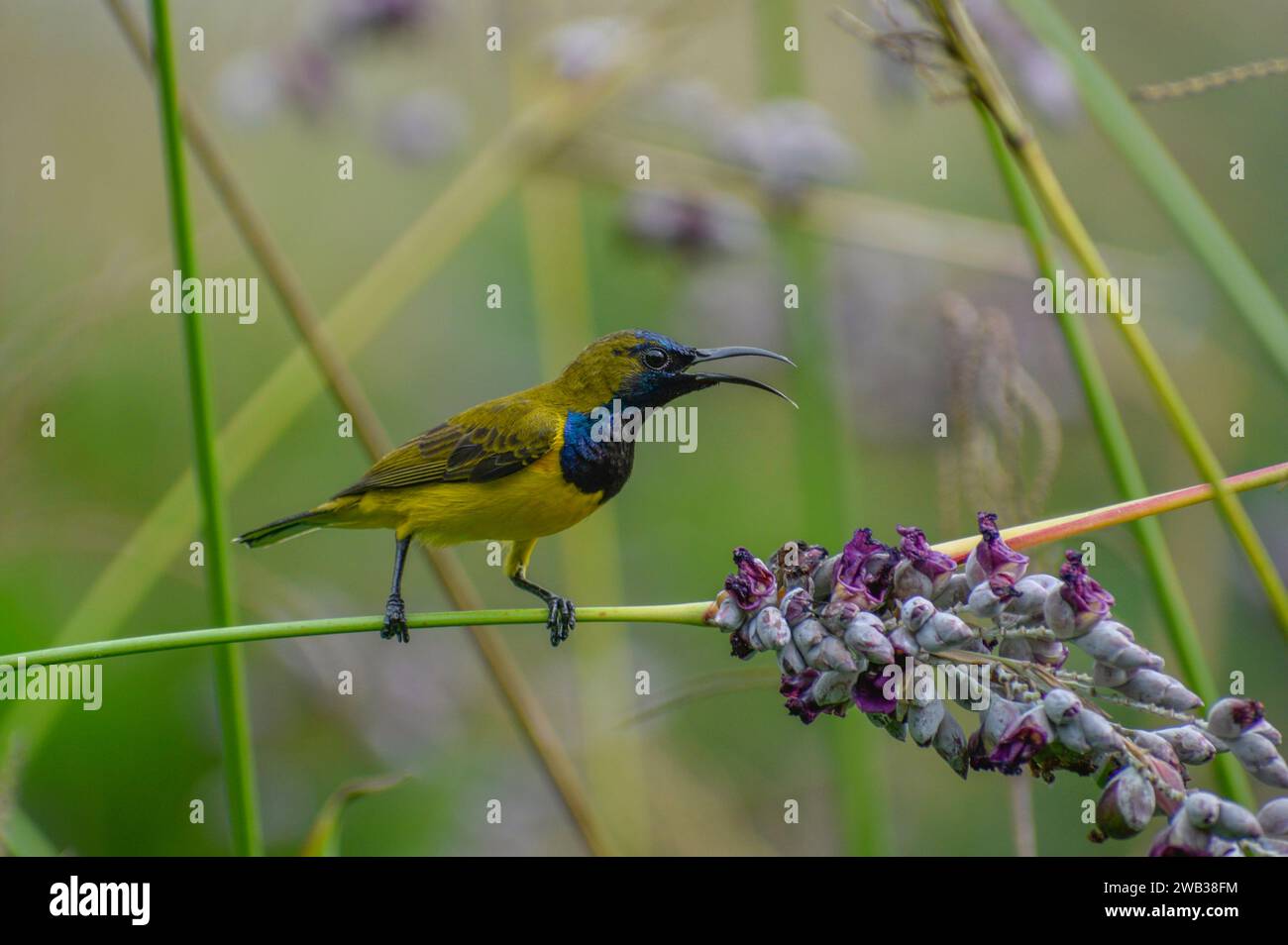 A male olive-backed sunbird perching on water canna plant. Photographed ...
