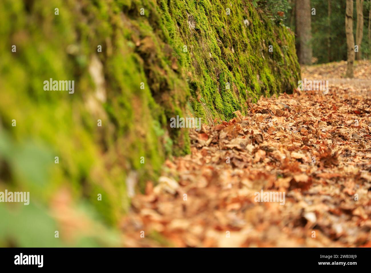 A closeup of green color moss on stones in a forest Stock Photo - Alamy