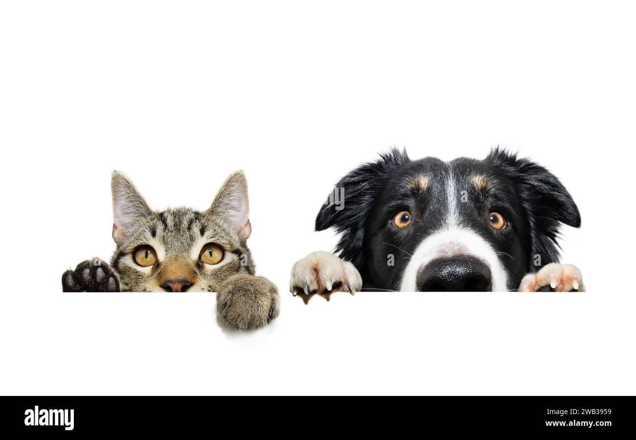 Border collie paw over face hi-res stock photography and images - Alamy