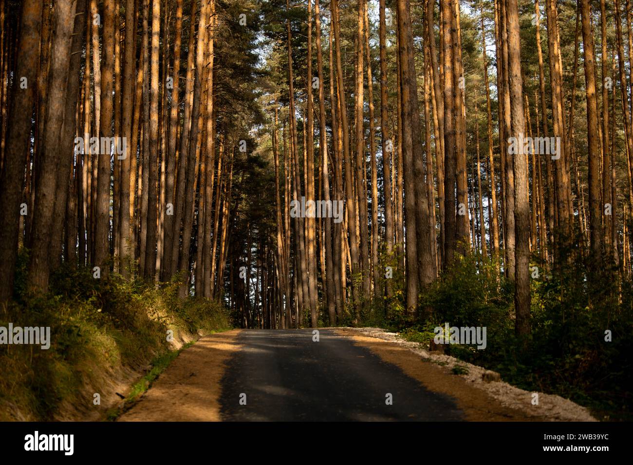Beautiful forest road, covered in tree spikes nature. Coniferous tall ...