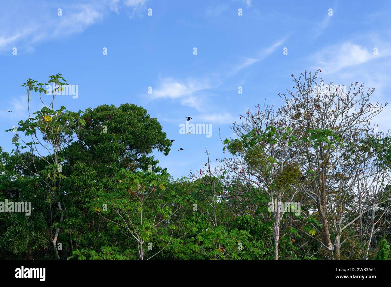 Toco Toucans flying over the flooded forest on the Abacaxis river an ...
