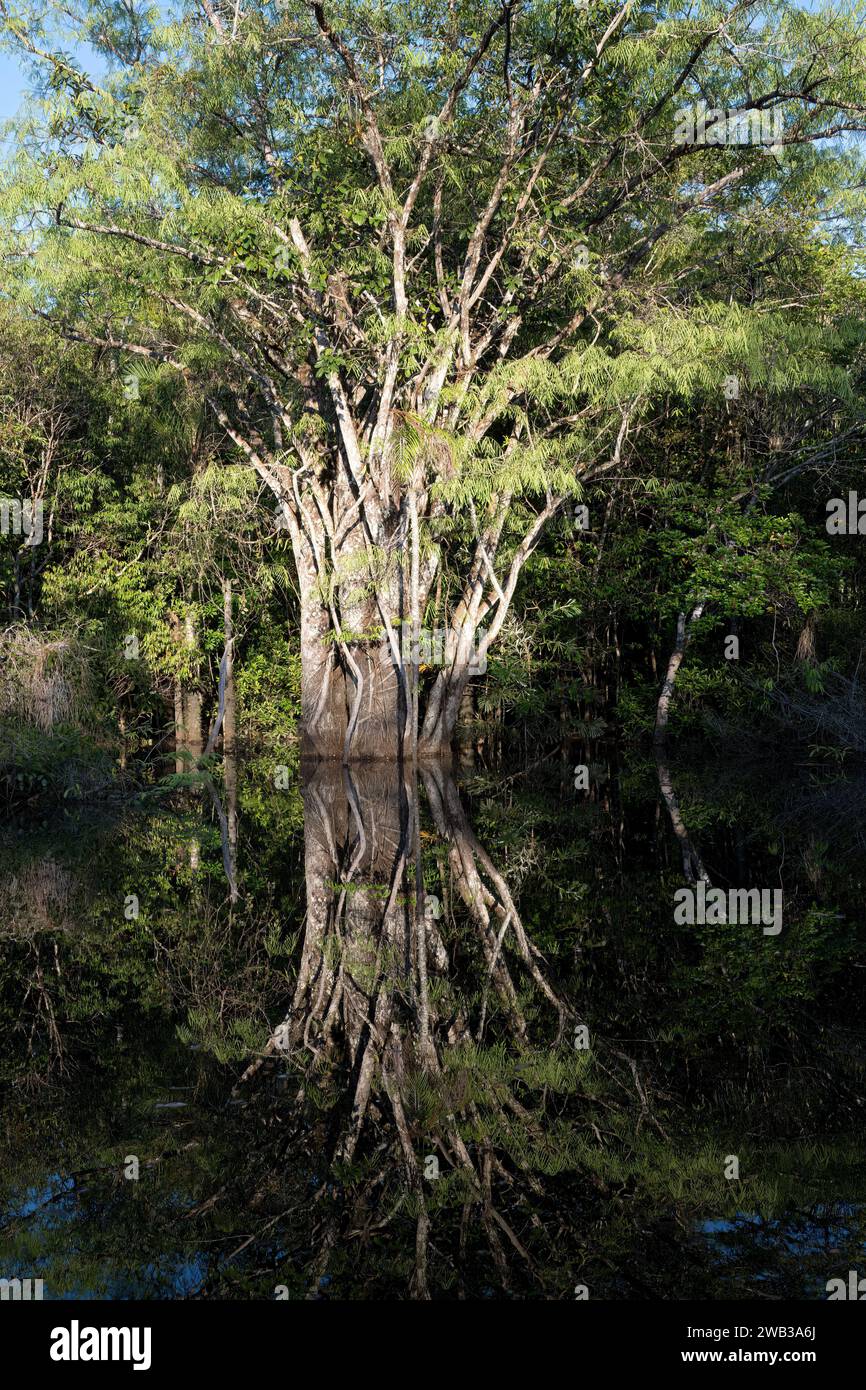 Rainforest trees reflecting in hi-res stock photography and images - Alamy