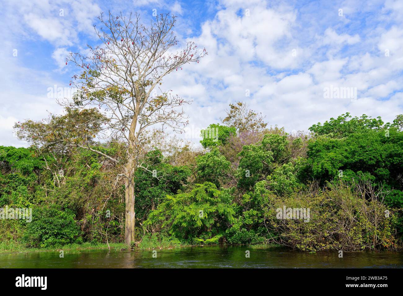 Kapok tree in the flooded forest, Amazonas state, Brazil Stock Photo ...