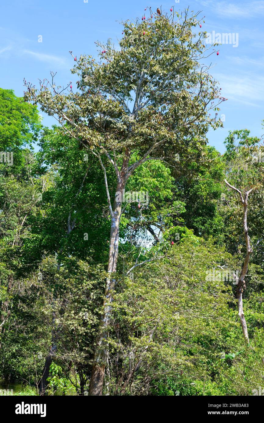 Kapok tree in the in the flooded forest, Amazonas state, Brazil Stock ...