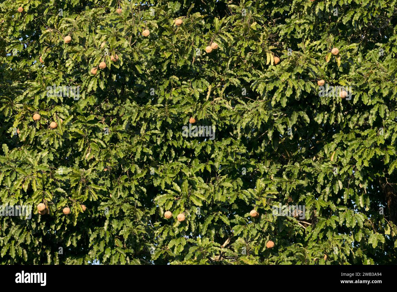 Brazil nuts or Amazon almond tree, Bertholletia excelsa, Amazonas state ...
