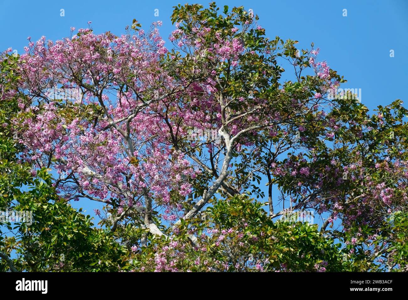 Flowering rainforest tree amazon rainforest hi-res stock photography ...