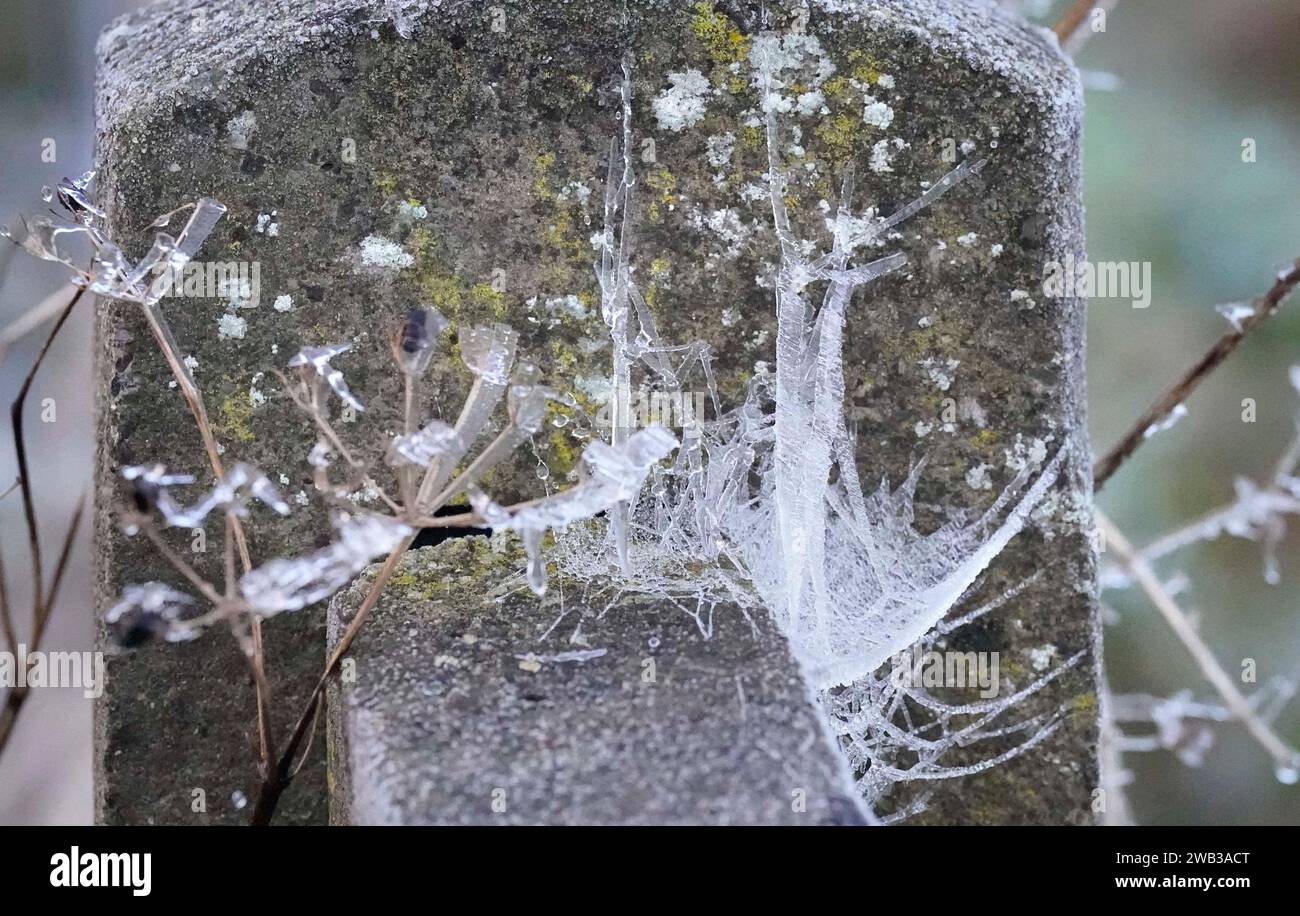 Frozen spider webs and branches in Athy in County Kildare. A low ...