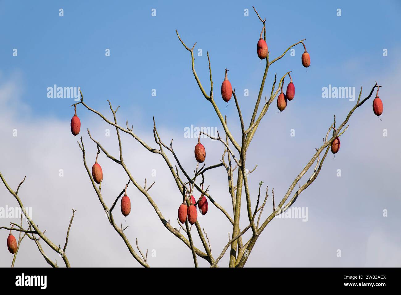 Brazilian kapok tree fruits, Amazonas state, Brazil Stock Photo - Alamy