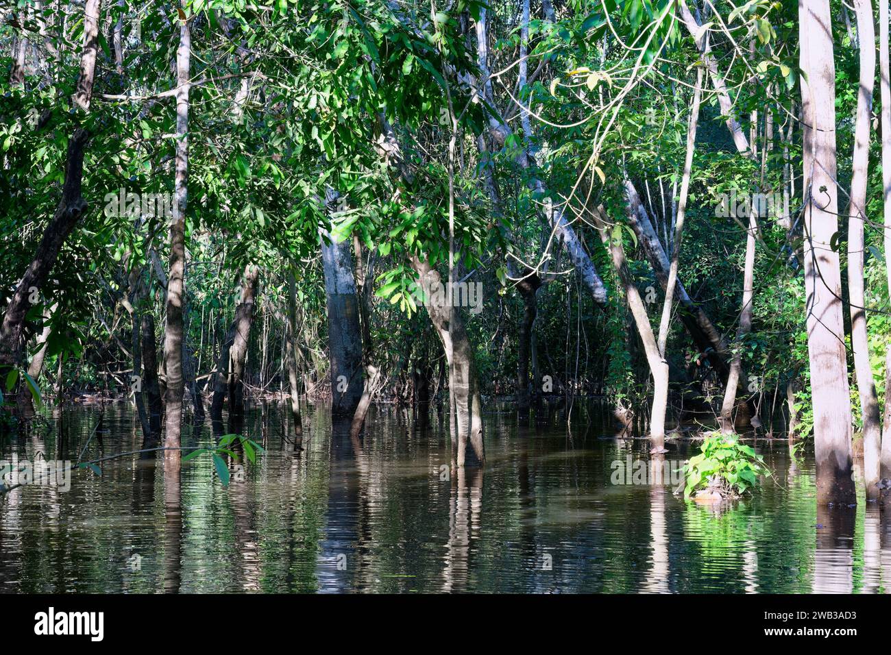 Flooded Rainforest trees, Amazonas state, Brazil Stock Photo - Alamy