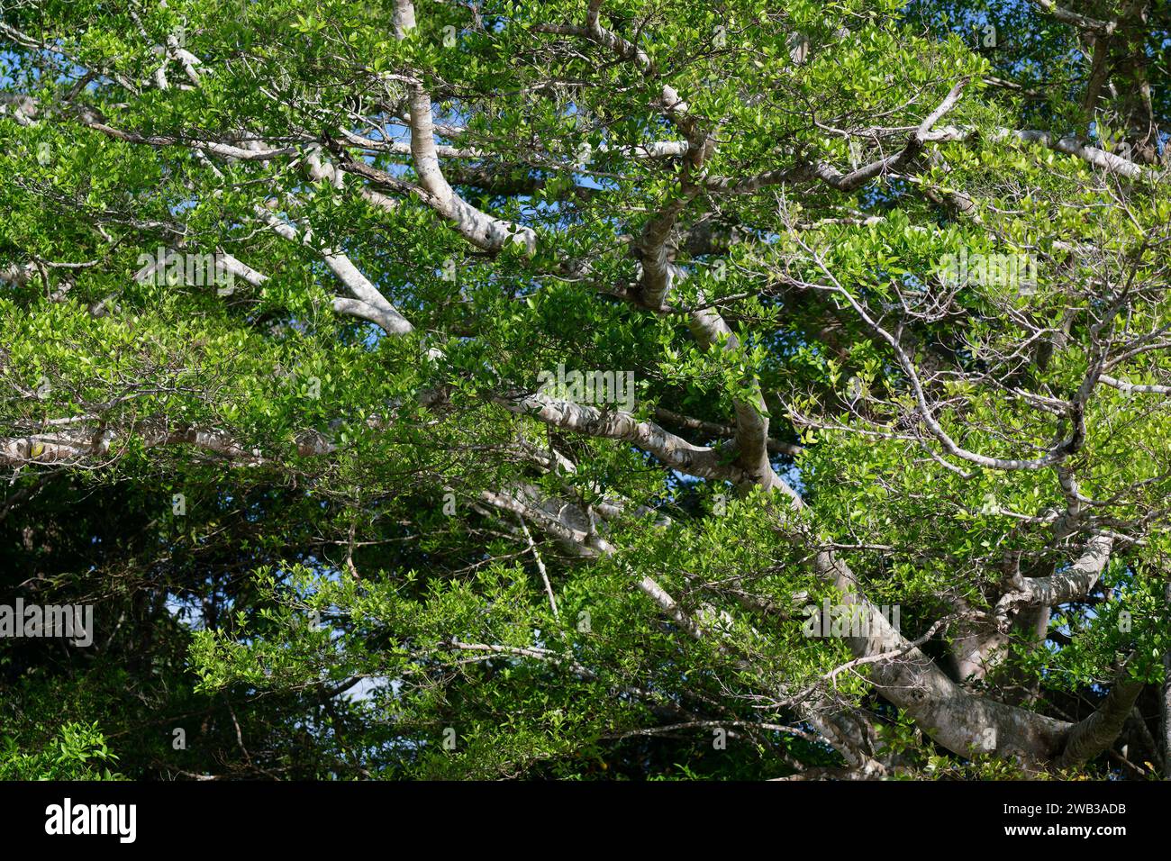 Giant fig tree hi-res stock photography and images - Alamy