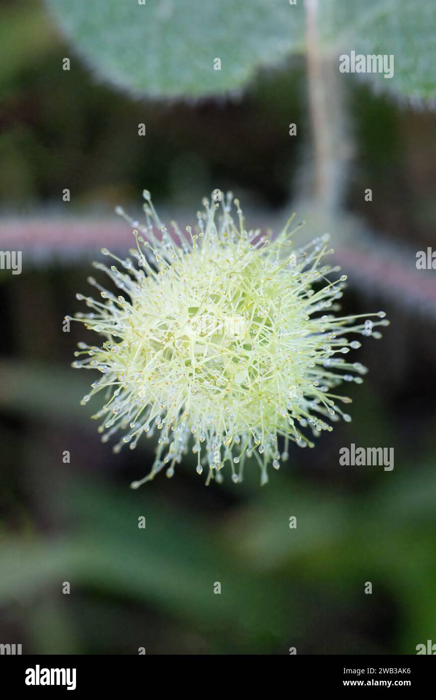 Passiflora foetida flower, Amazonian rainforest, Amazonas state, Brazil ...