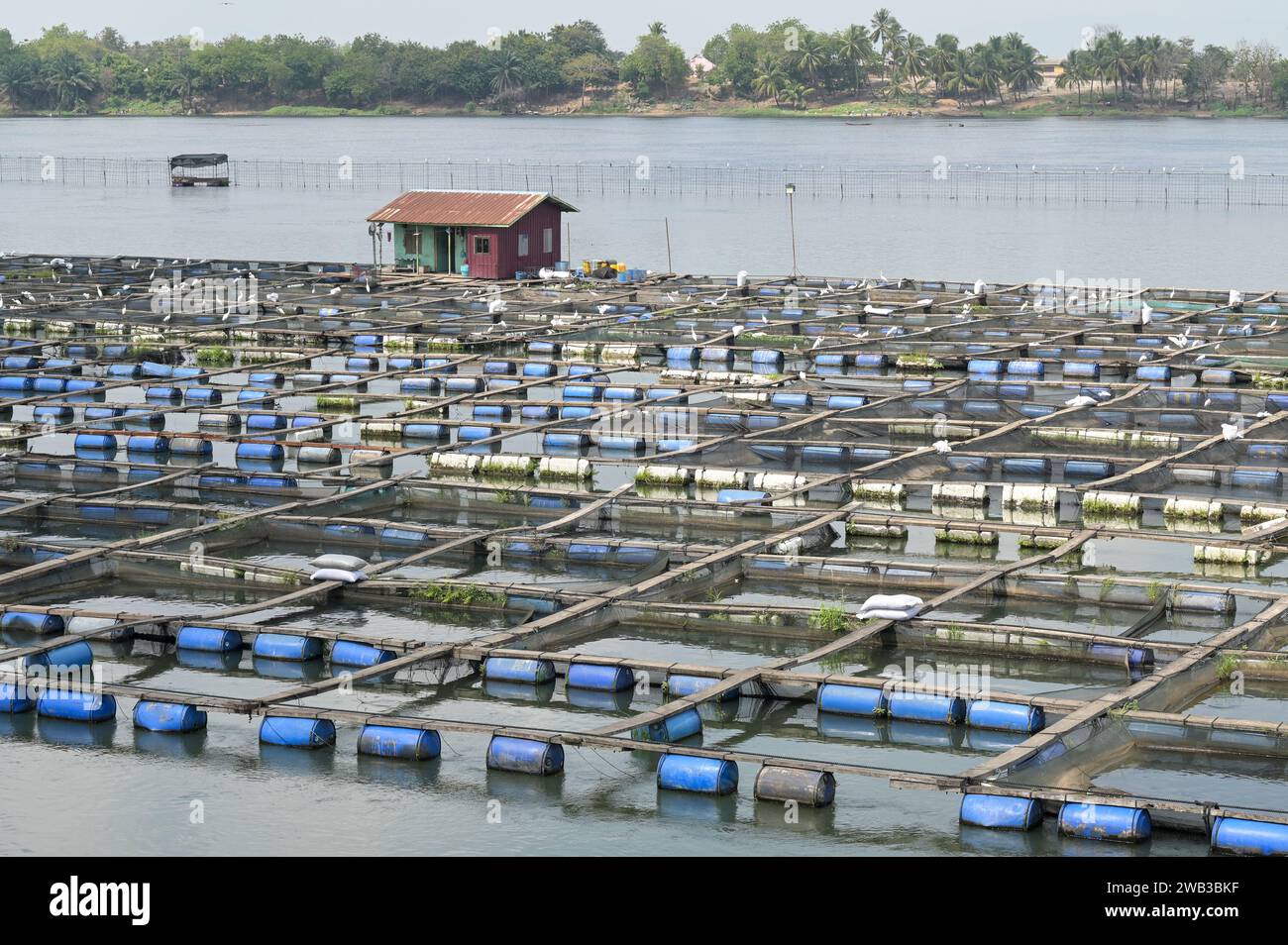 GHANA, Asutsuare, Volta river, Tilapia fish breeding farm of chinese ...