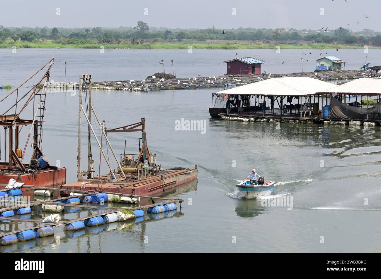 GHANA, Asutsuare, Volta river, Tilapia fish breeding farm of chinese ...