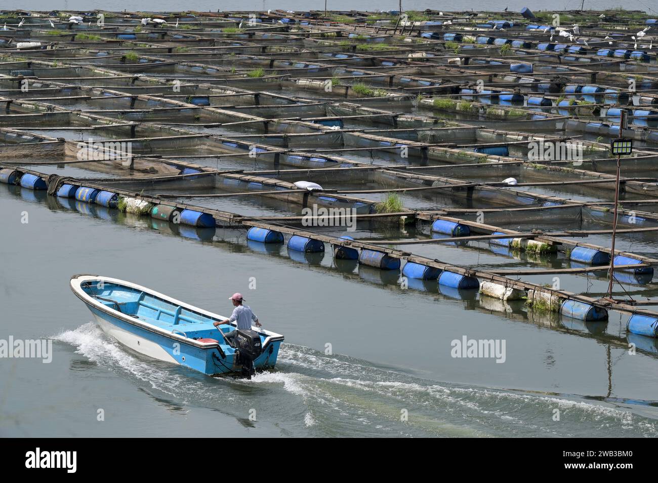 GHANA, Asutsuare, Volta river, Tilapia fish breeding farm of chinese ...