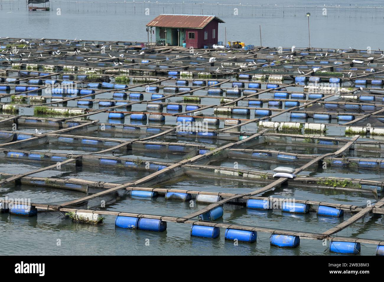 GHANA, Asutsuare, Volta river, Tilapia fish breeding farm of chinese ...