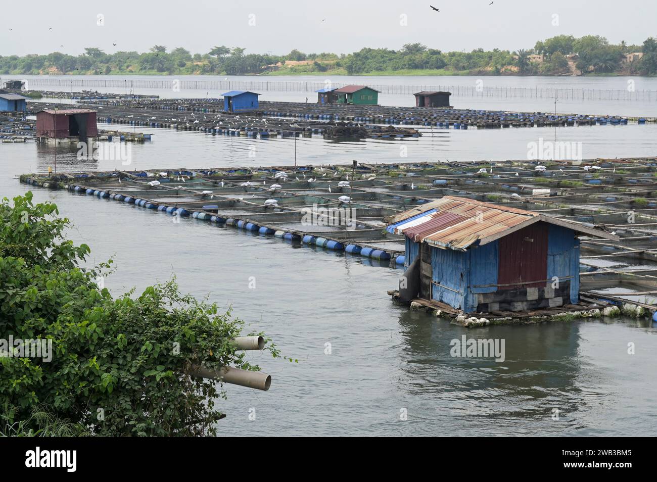 GHANA, Asutsuare, Volta river, Tilapia fish breeding farm of chinese ...