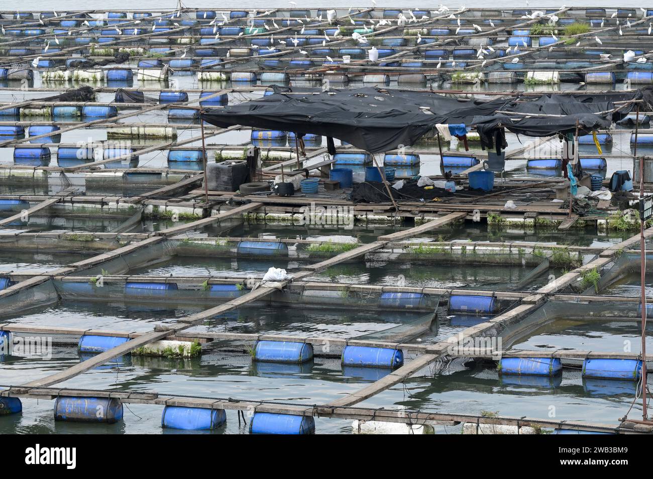 GHANA, Asutsuare, Volta river, Tilapia fish breeding farm of chinese ...