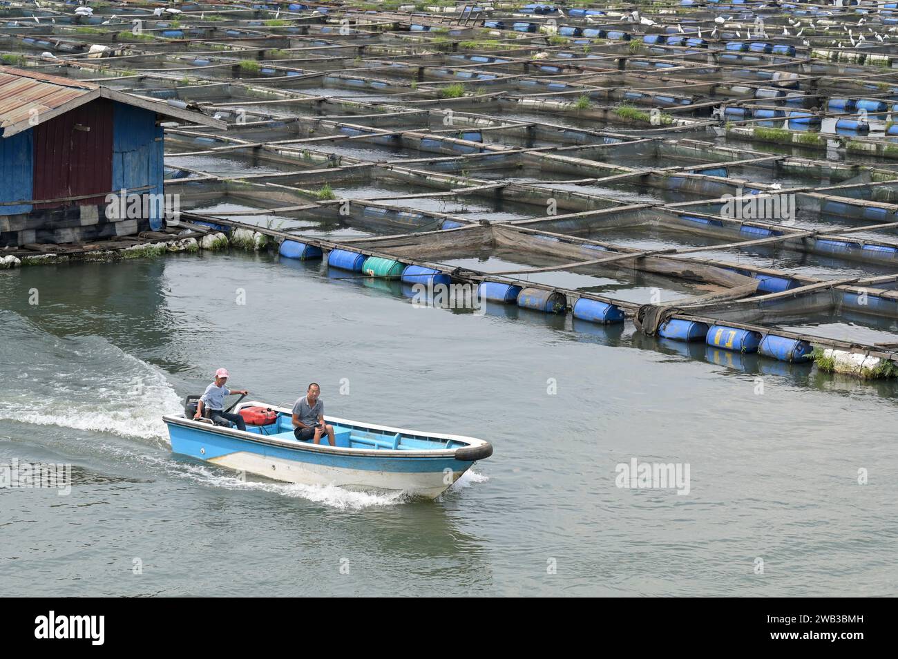 GHANA, Asutsuare, Volta river, Tilapia fish breeding farm of chinese ...