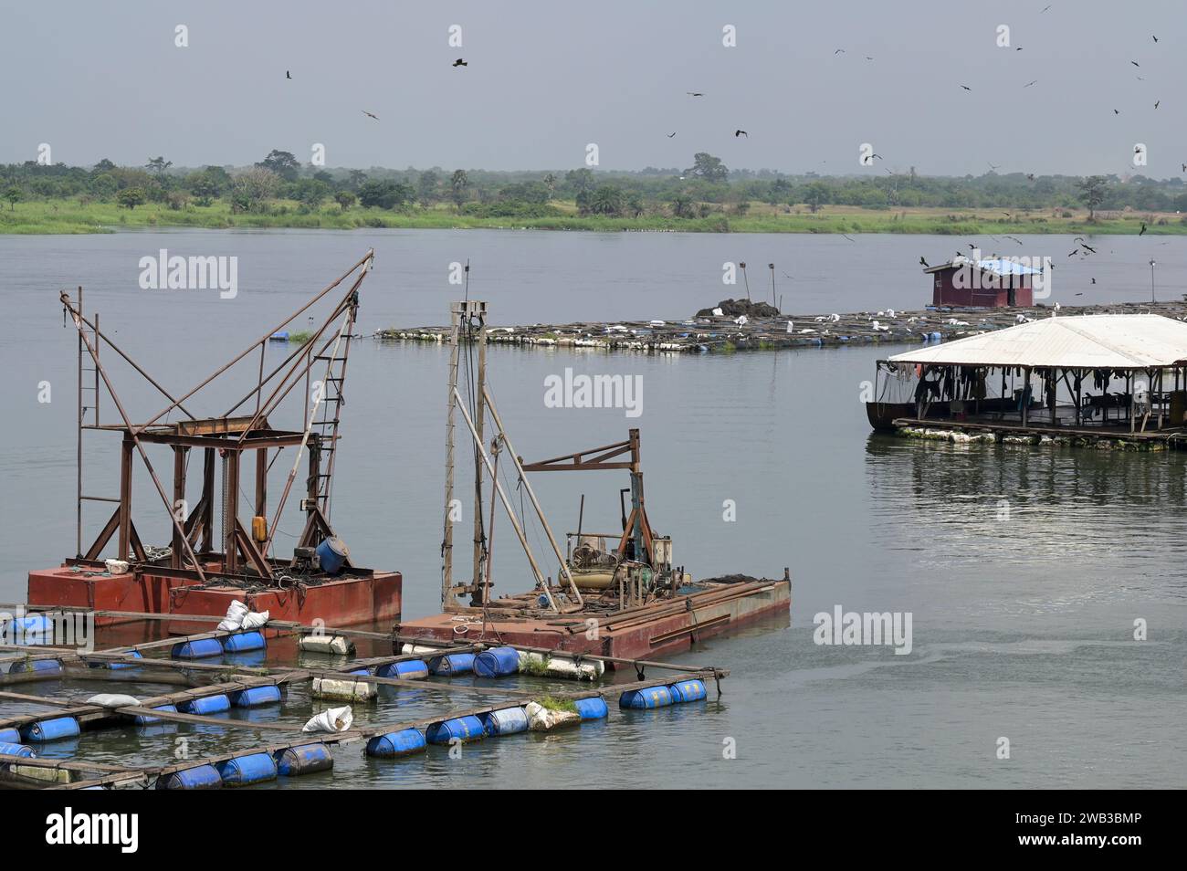 GHANA, Asutsuare, Volta river, Tilapia fish breeding farm of chinese ...