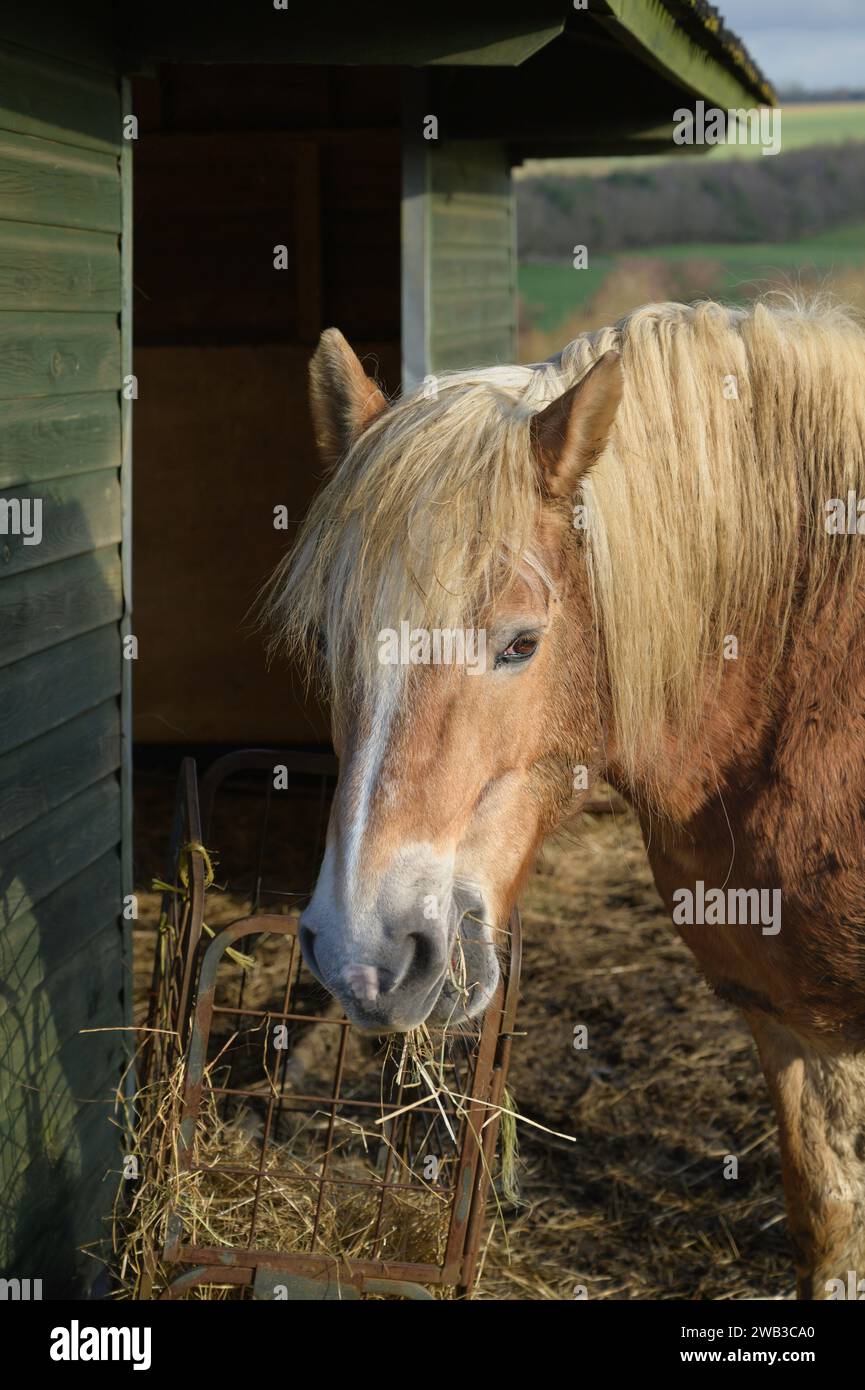 Austrian pony hi-res stock photography and images - Alamy