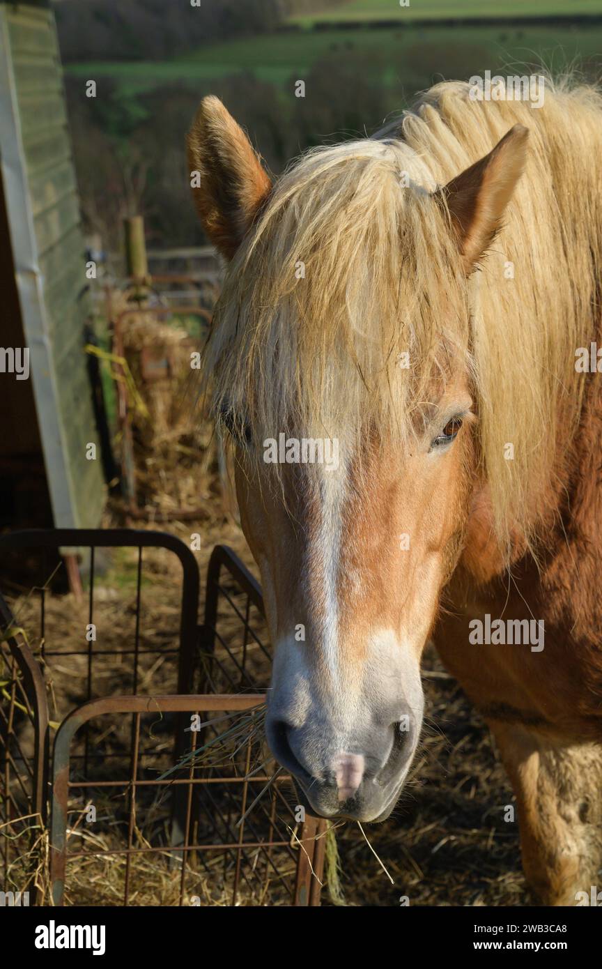 Close up of a Haflinger pony eating hay on winter day England UK Stock ...