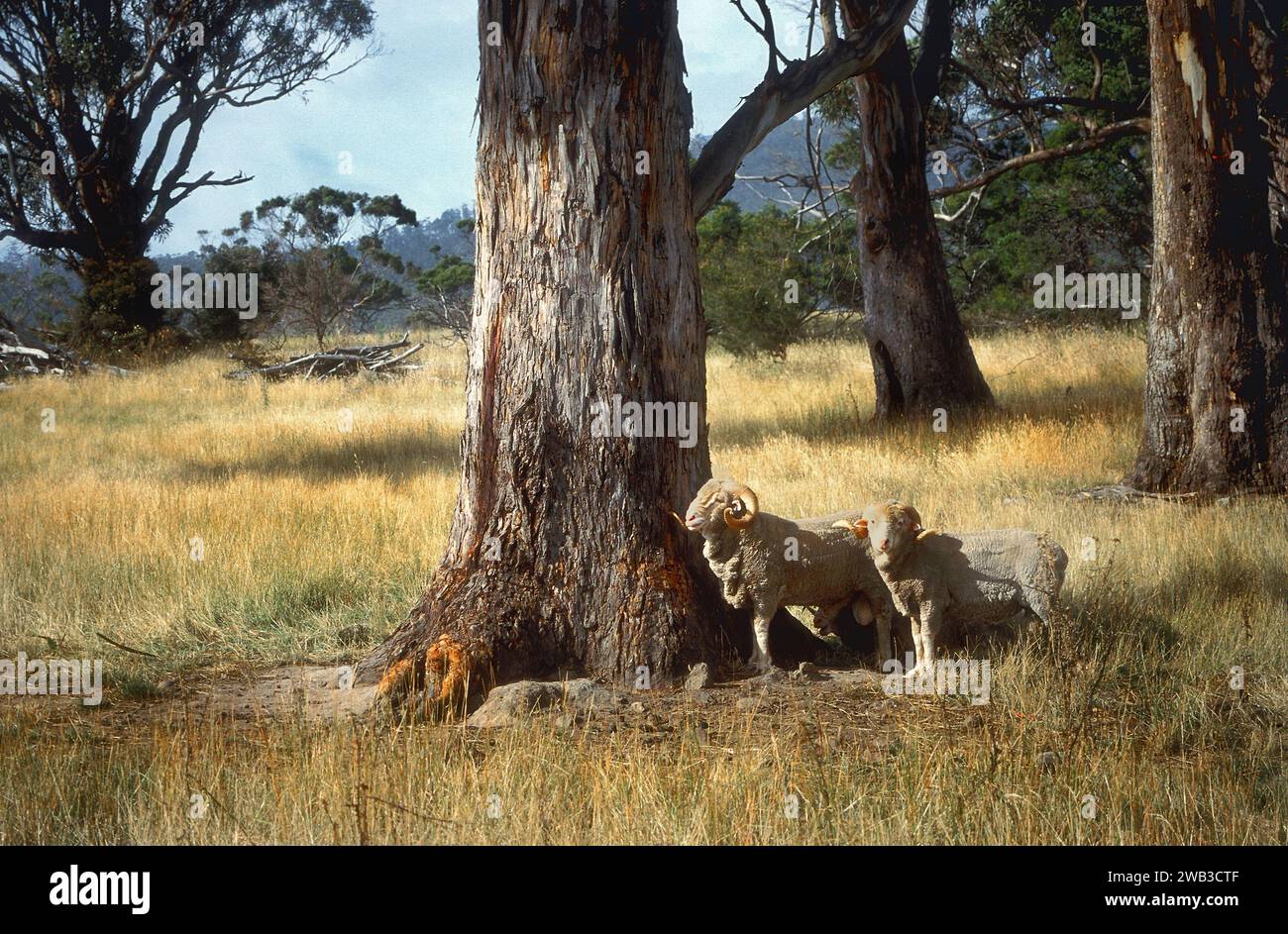 Tasmania sheep hi-res stock photography and images - Alamy