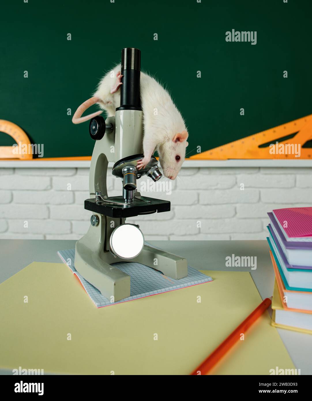 Funny rat sit on microscope, banner for university college or school ...