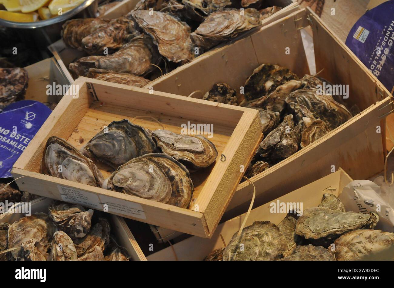 Copenhagen, Denmark /08 January 2024/Travellers and local enjoy osters ...