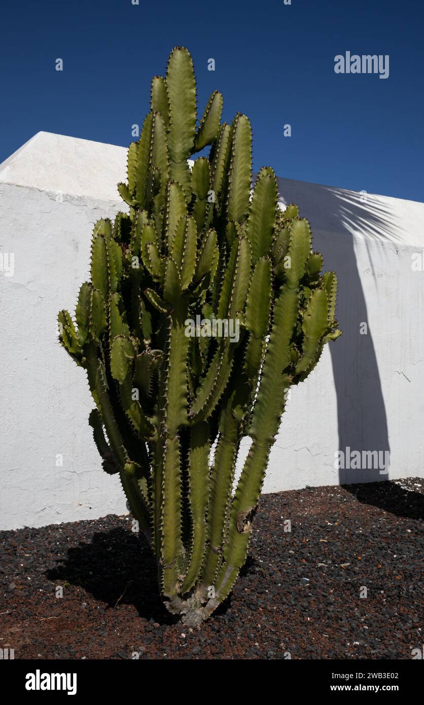 Park with big Euphorbia plant. White wall in the backgroudn. Bright ...