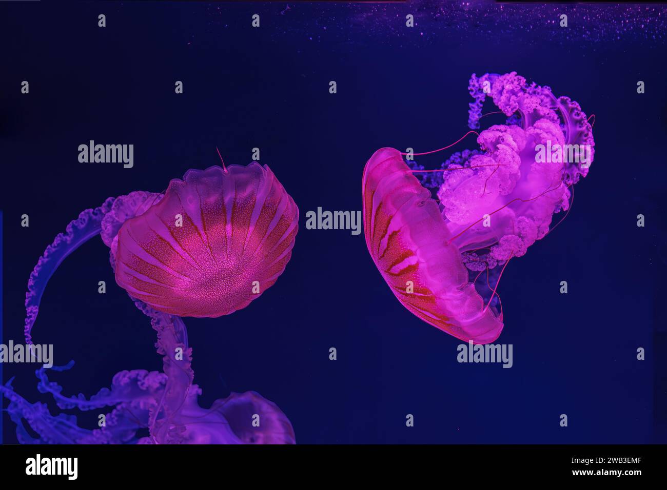 Fuorescent jellyfish swimming underwater aquarium pool with pink neon ...